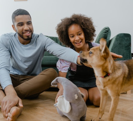 Pet Feline-Friendly Practices In Sterling, VA | Harmony Hill Animal ...