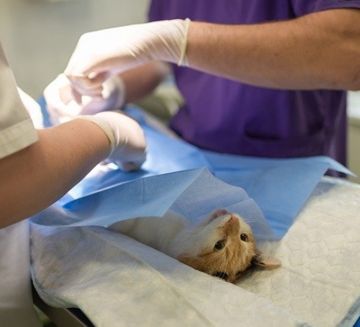 Pet Surgery In Sterling VA 20166 | Harmony Hill Animal Hospital